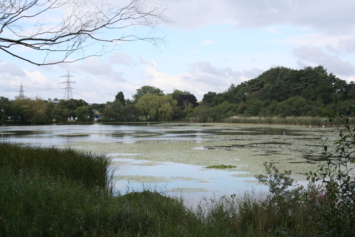 Monday 8th August – Hatch Pond and Lytchett Bay | gryllosblog