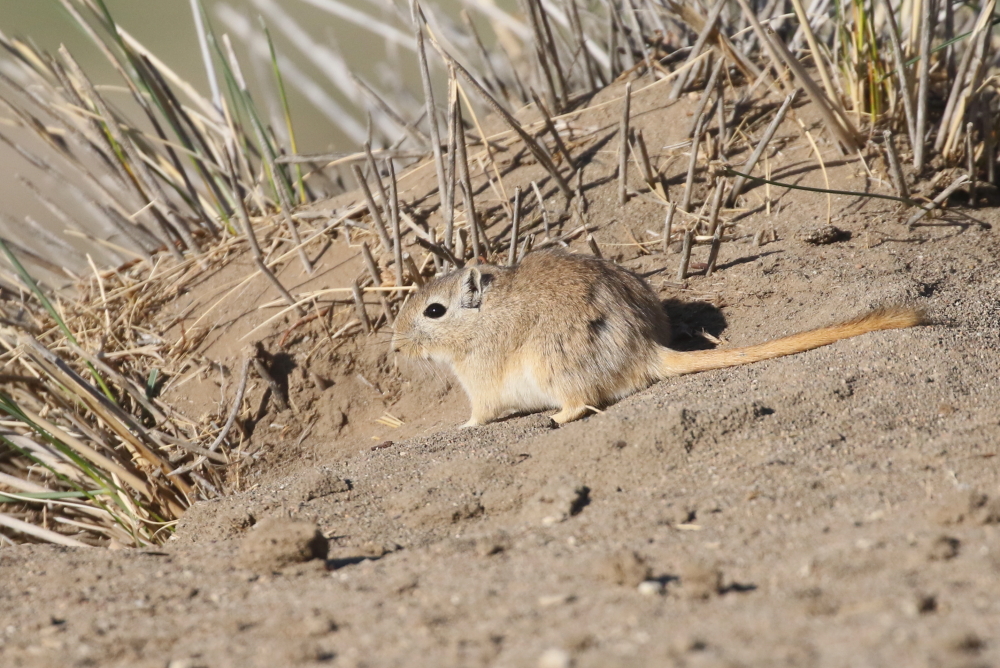 Mongolian Desert Rat